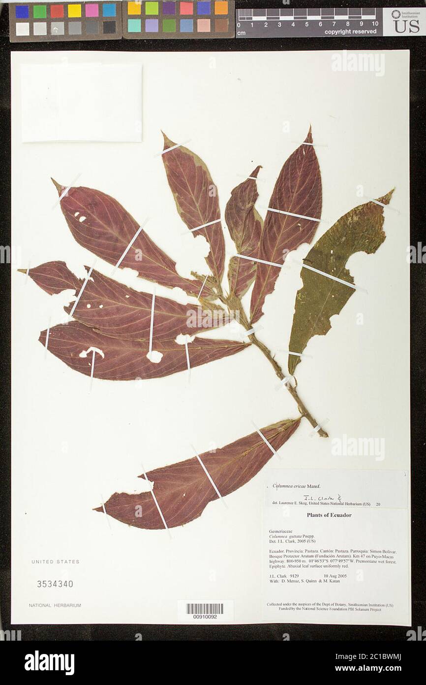 Columnea ericae Mansf Columnea ericae Mansf Stock Photo - Alamy