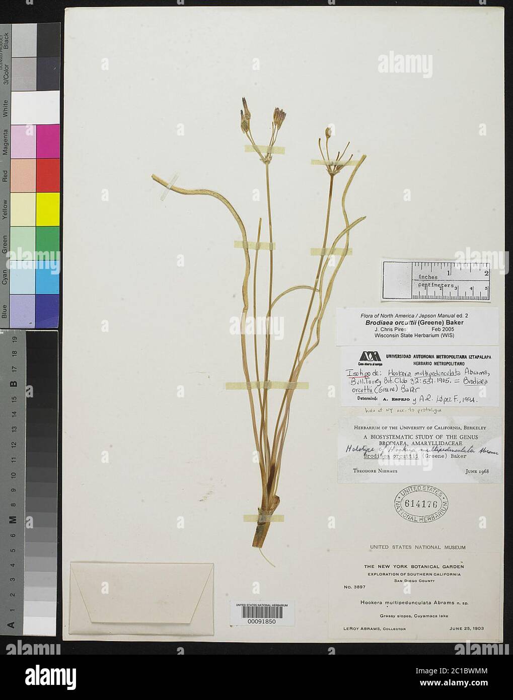 Hookera multipedunculata Abrams Hookera multipedunculata Abrams Stock ...