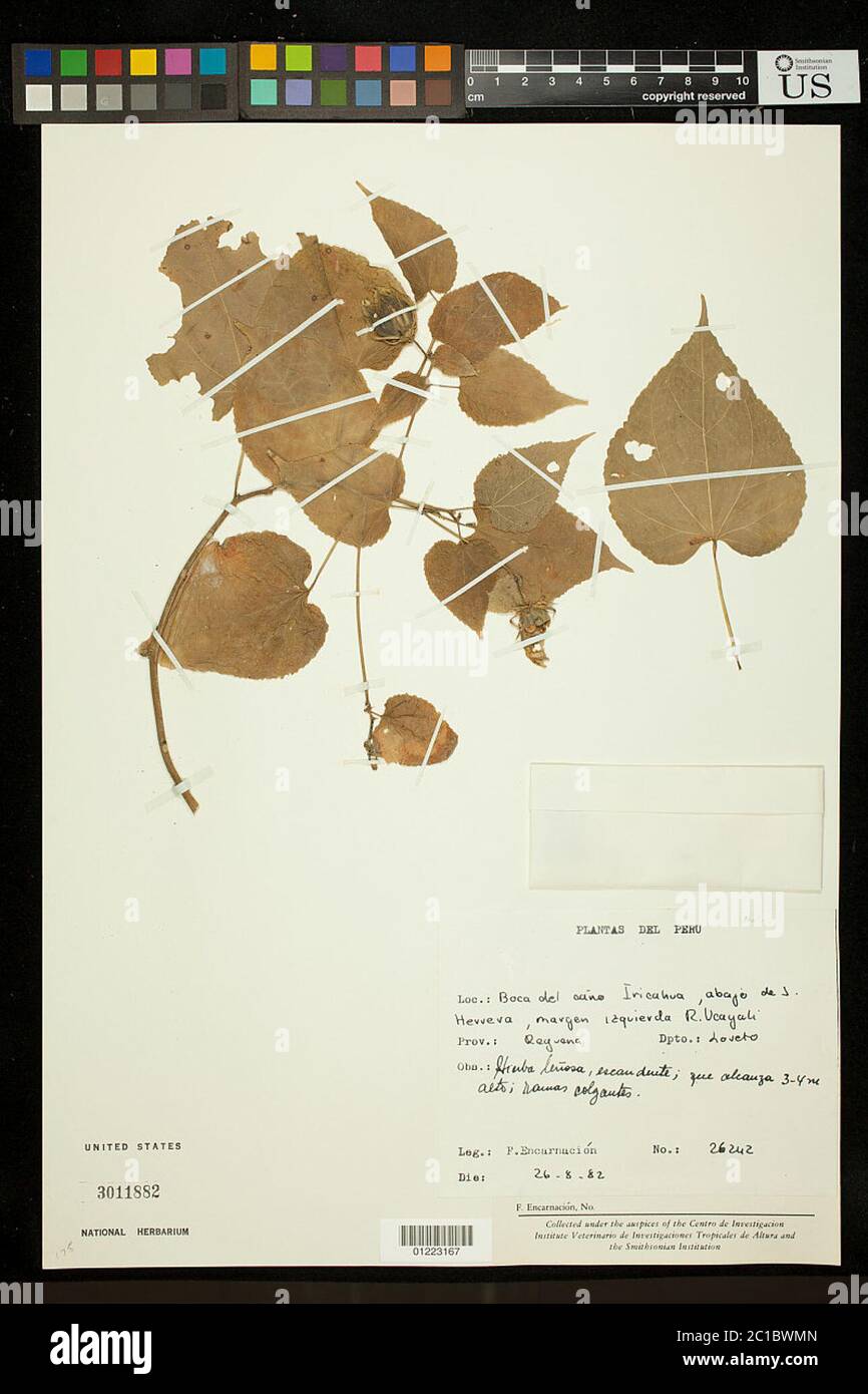 Species scientific classification hi-res stock photography and images ...