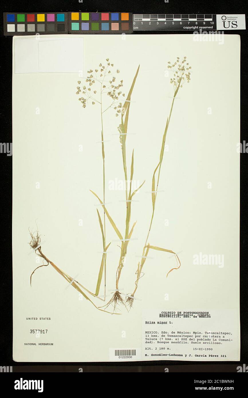 Briza minor L Briza minor L Stock Photo - Alamy