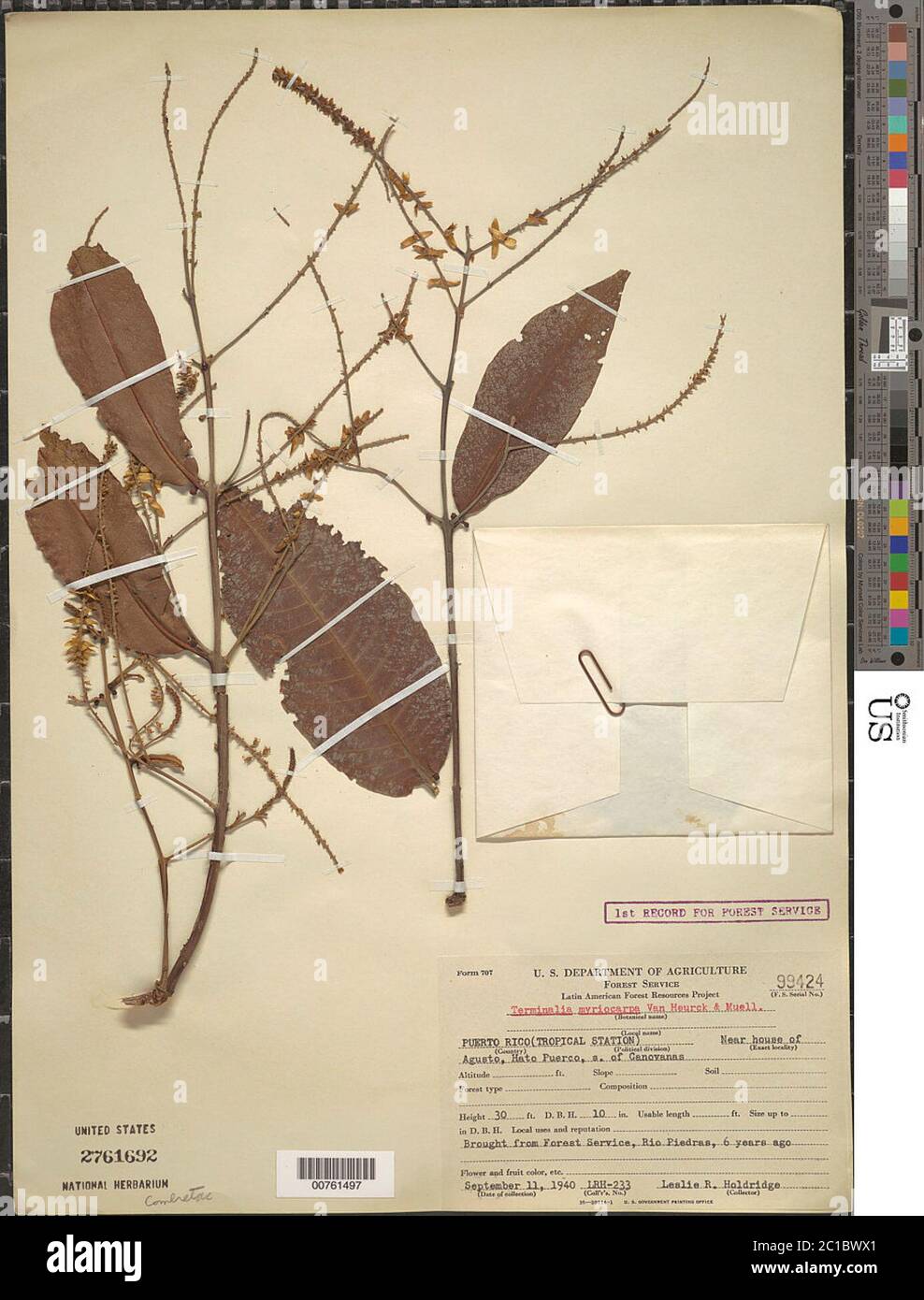 Terminalia myriocarpa Van Heurck Mll Arg Terminalia myriocarpa Van ...