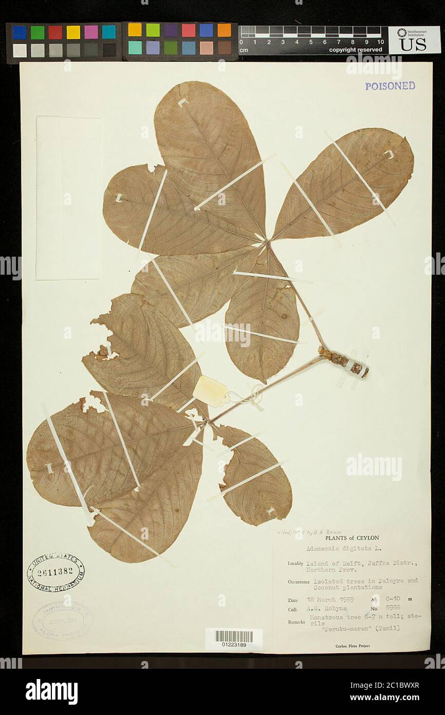 Adansonia digitata L Adansonia digitata L Stock Photo - Alamy