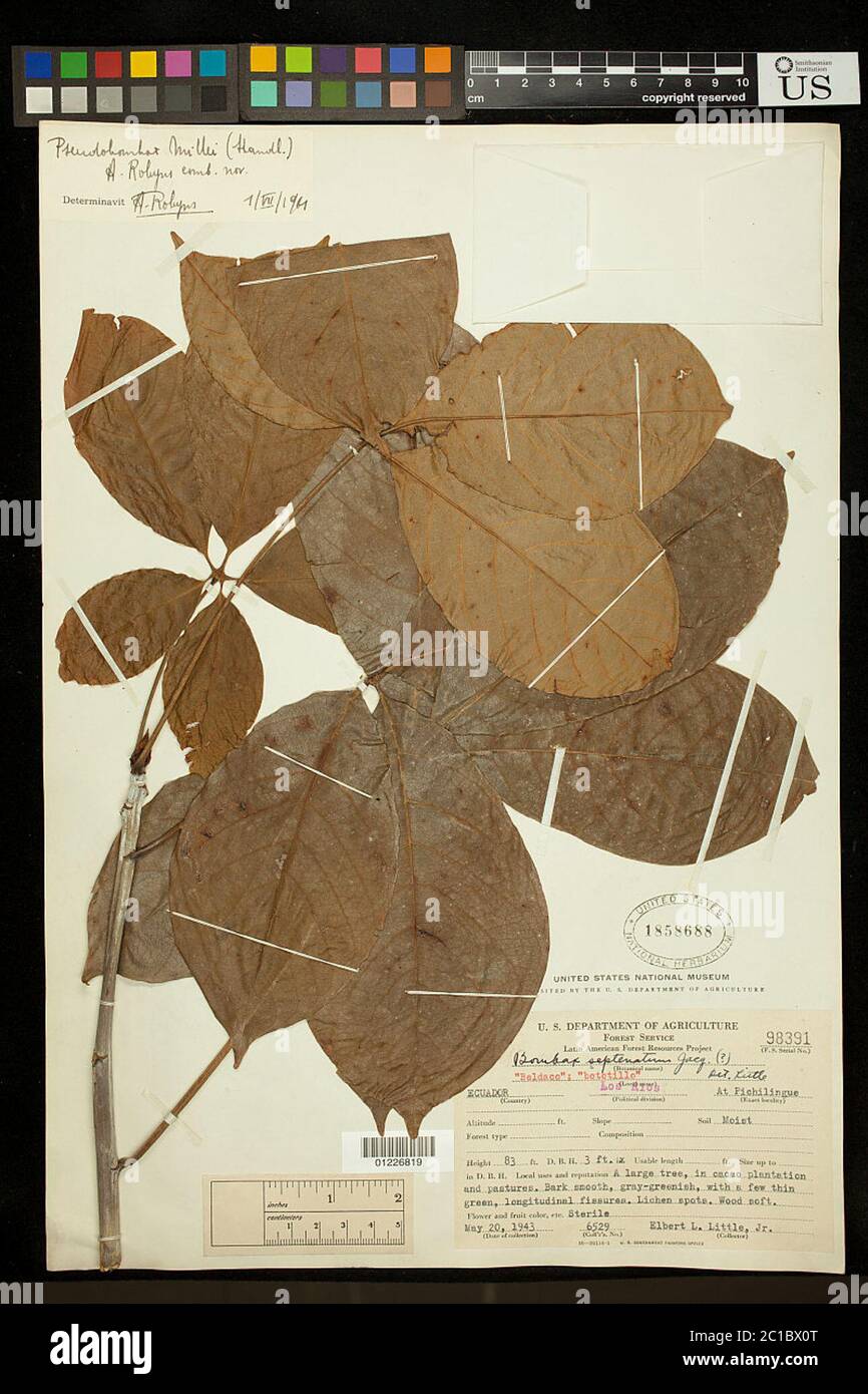 Millei hi-res stock photography and images - Alamy