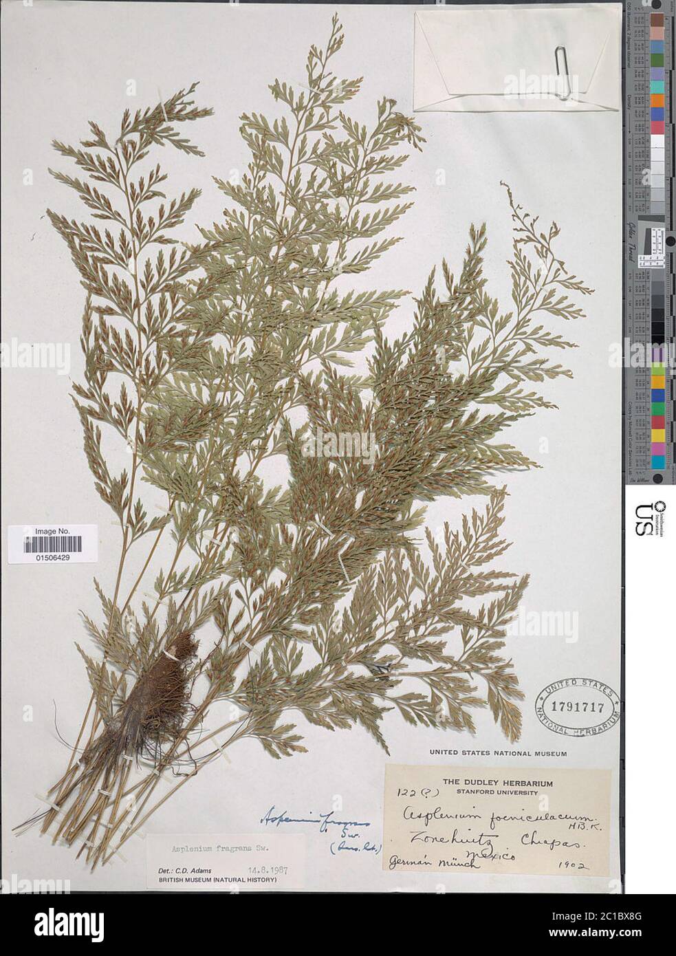 Asplenium fragrans hi-res stock photography and images - Alamy