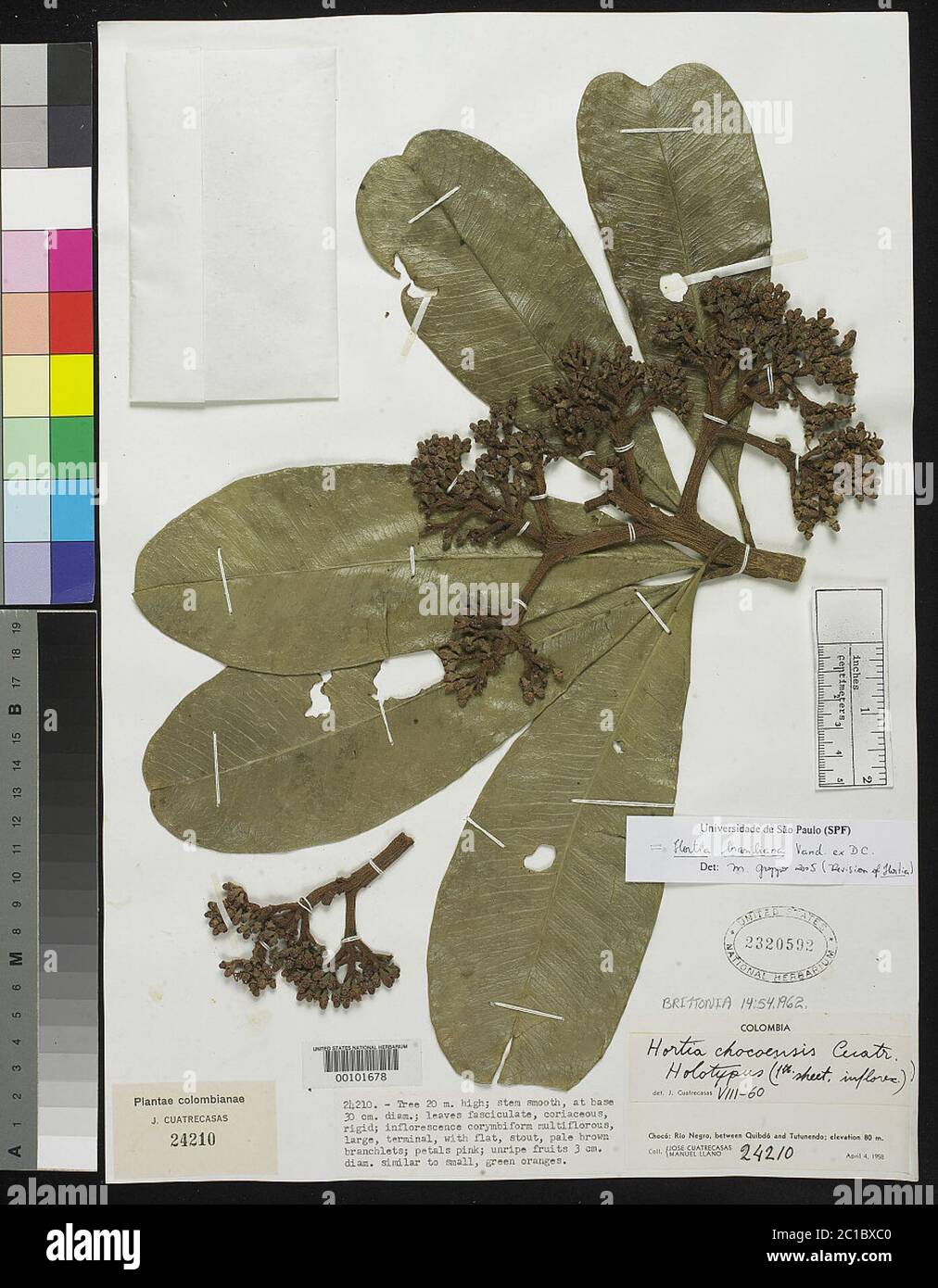 Chocoensis hi-res stock photography and images - Alamy