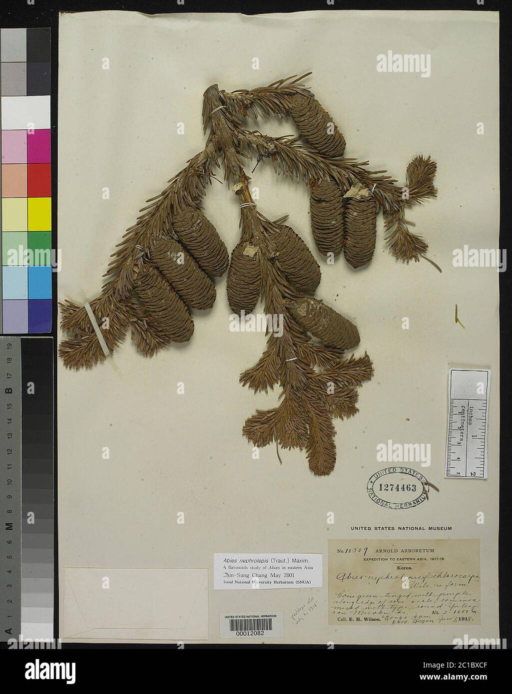 Abies nephrolepis f chlorocarpa EH Wilson Abies nephrolepis f ...