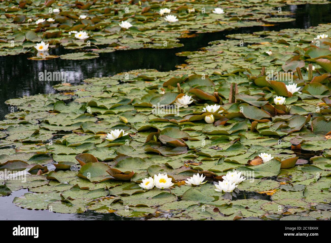 Water Lily floating on the water Stock Photo - Alamy