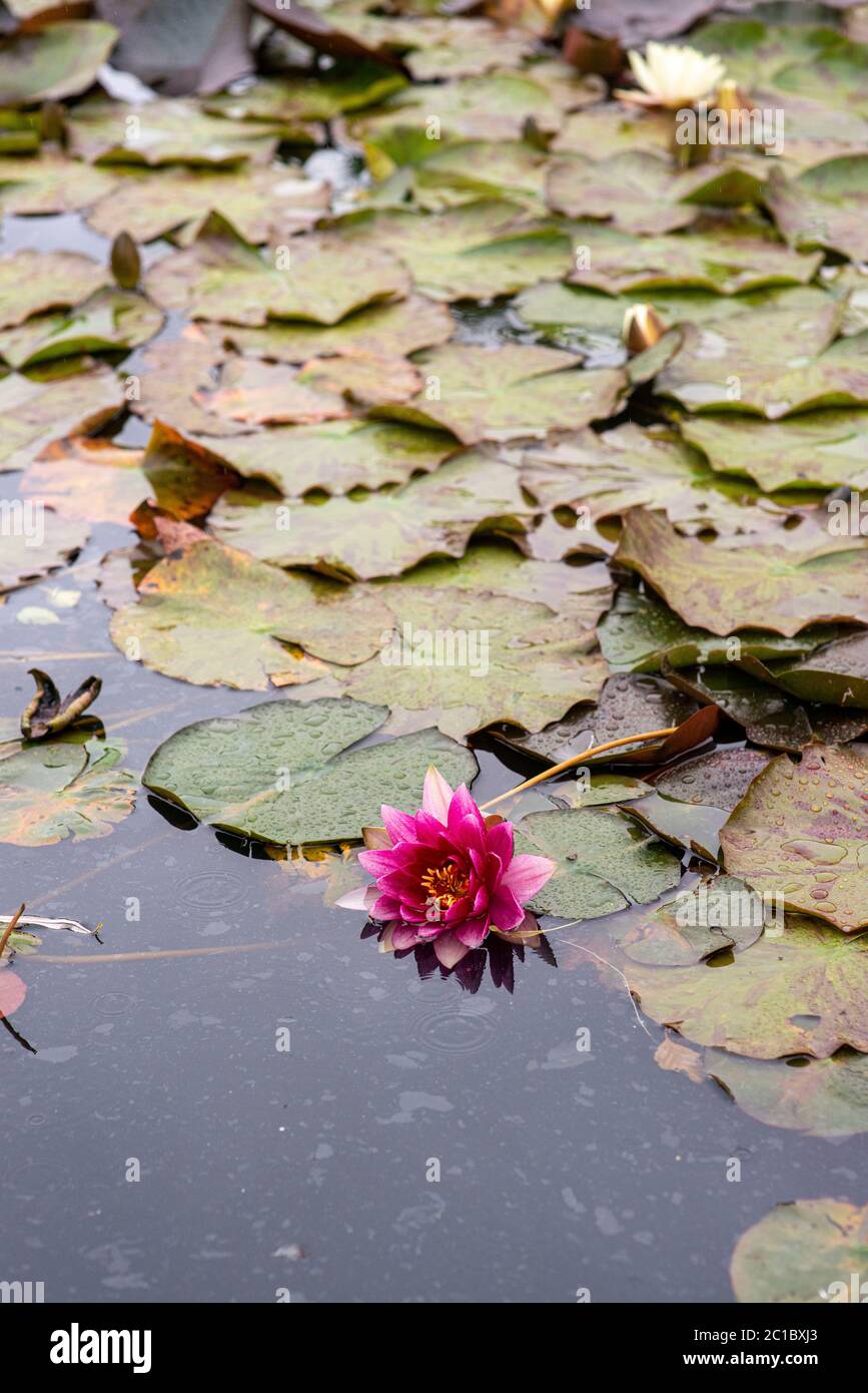 Water Lily floating on the water Stock Photo - Alamy