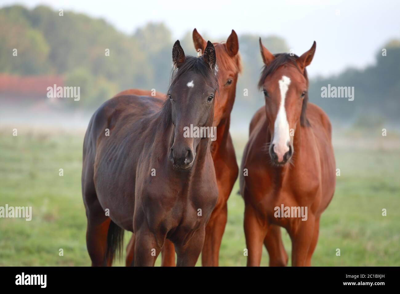 Outdoor horses hi-res stock photography and images - Alamy