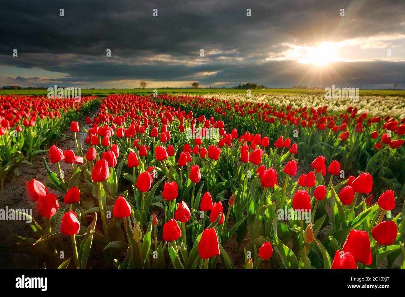 Tulip in sunshine hi-res stock photography and images - Alamy