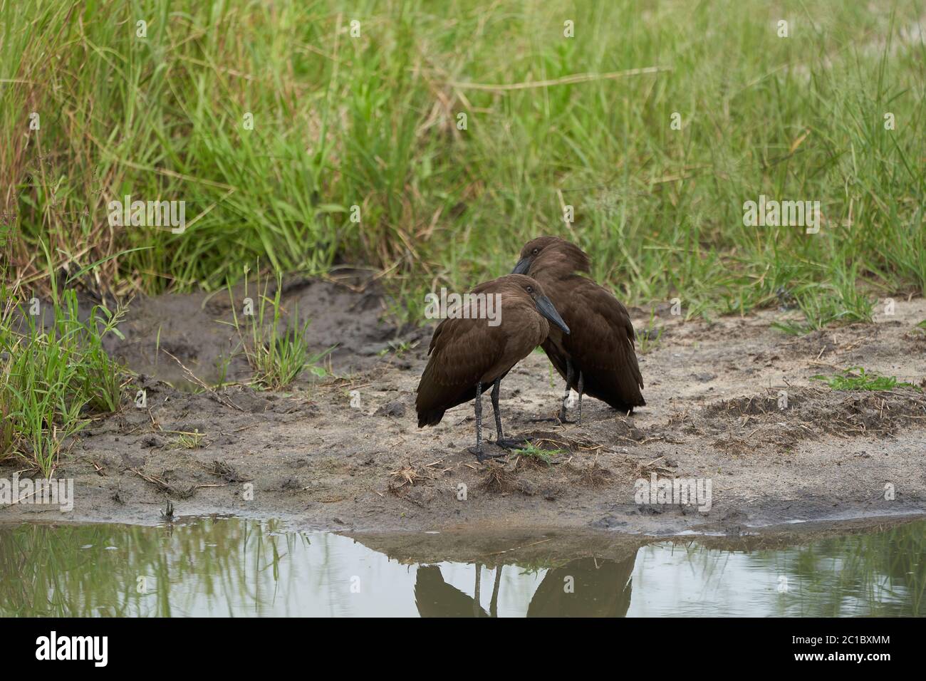 Hamerkop Scopus umbretta wading bird couple genus Scopus and family ...