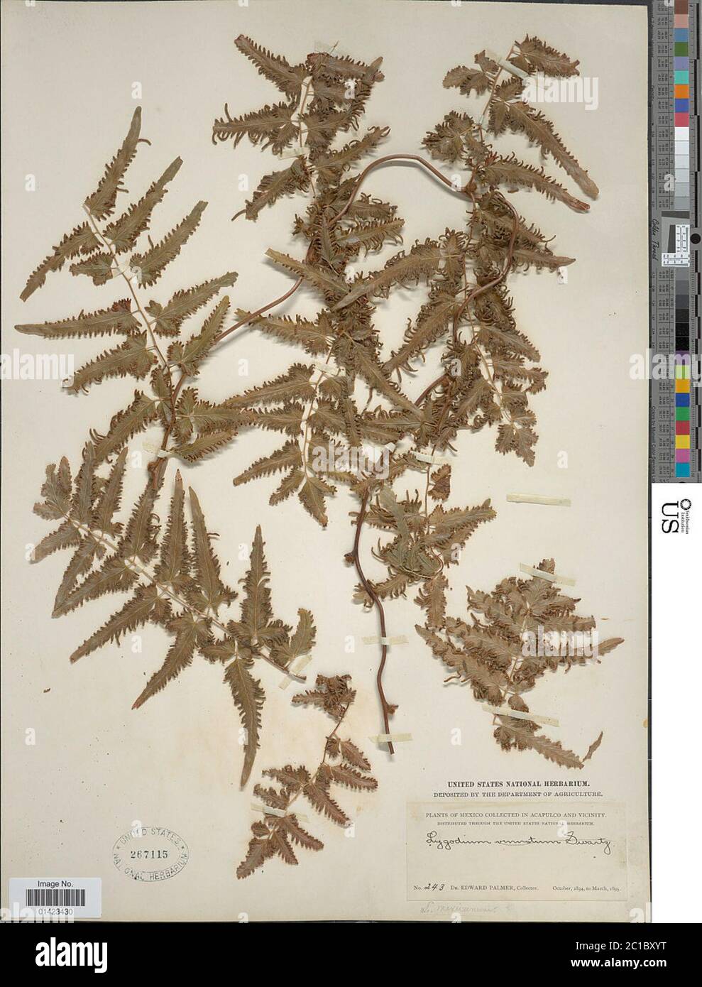 Lygodium venustum Sw Lygodium venustum Sw Stock Photo - Alamy