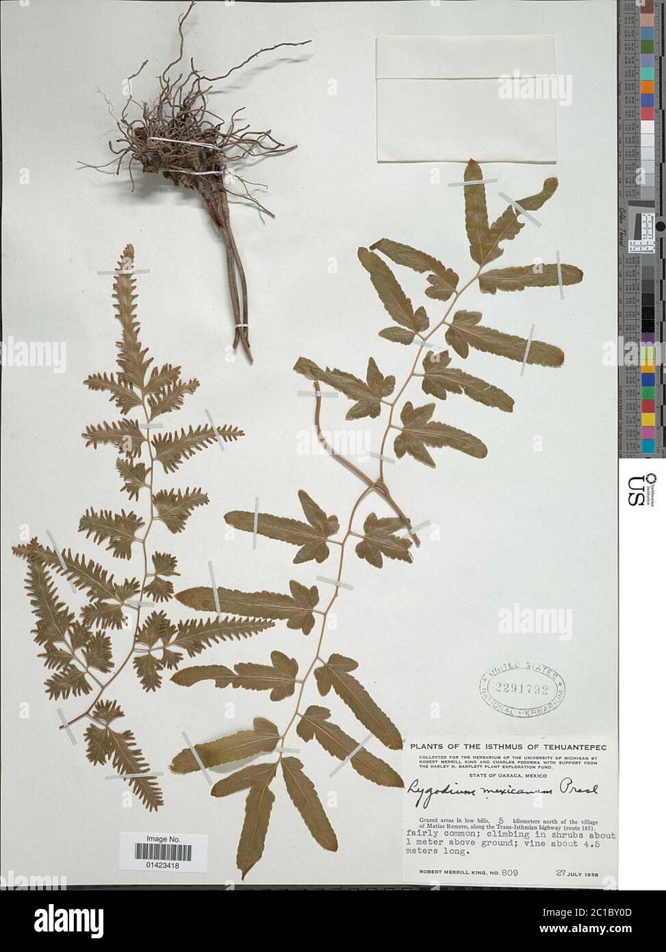 Lygodium venustum hi-res stock photography and images - Alamy