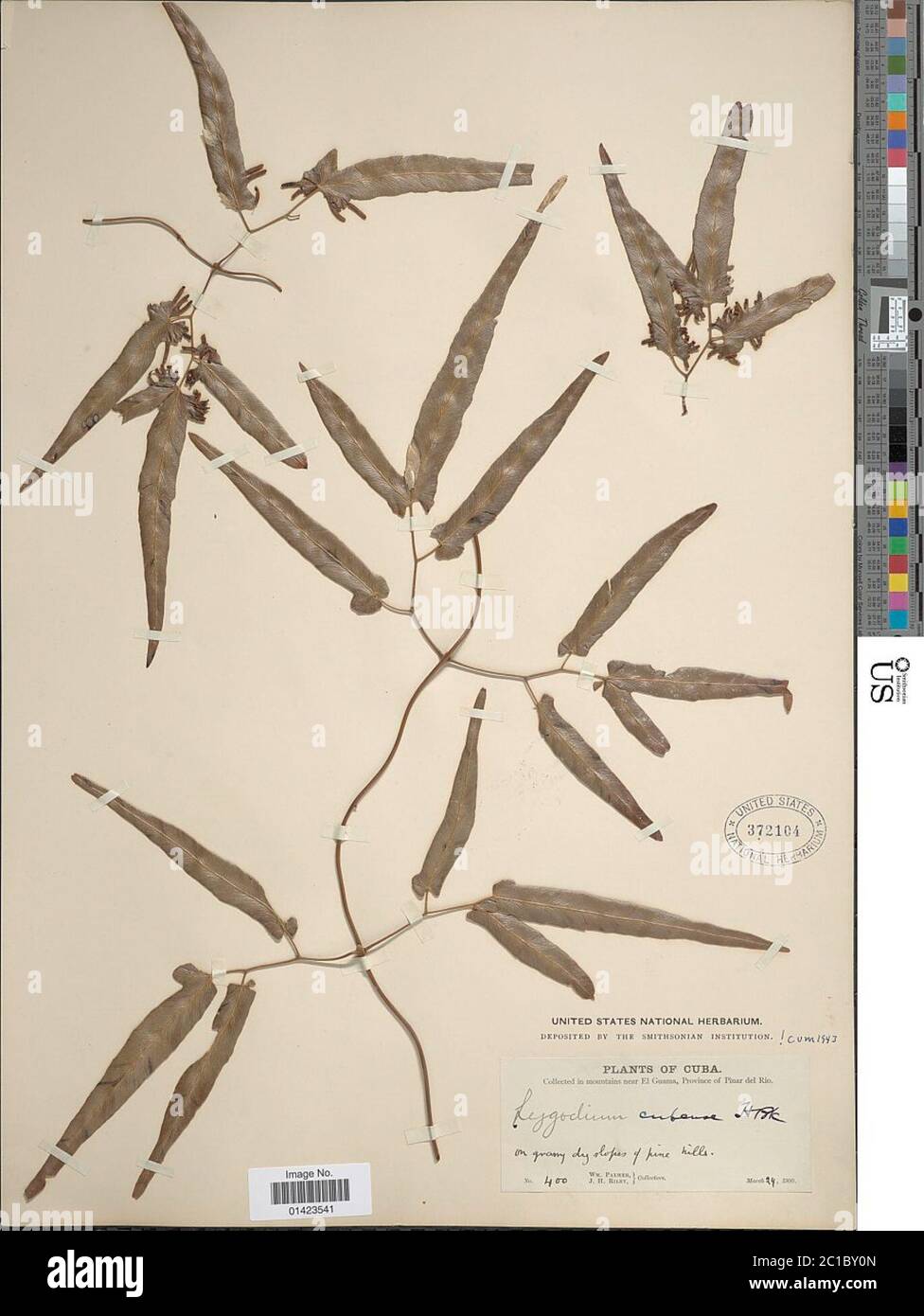 Cubense hi-res stock photography and images - Alamy