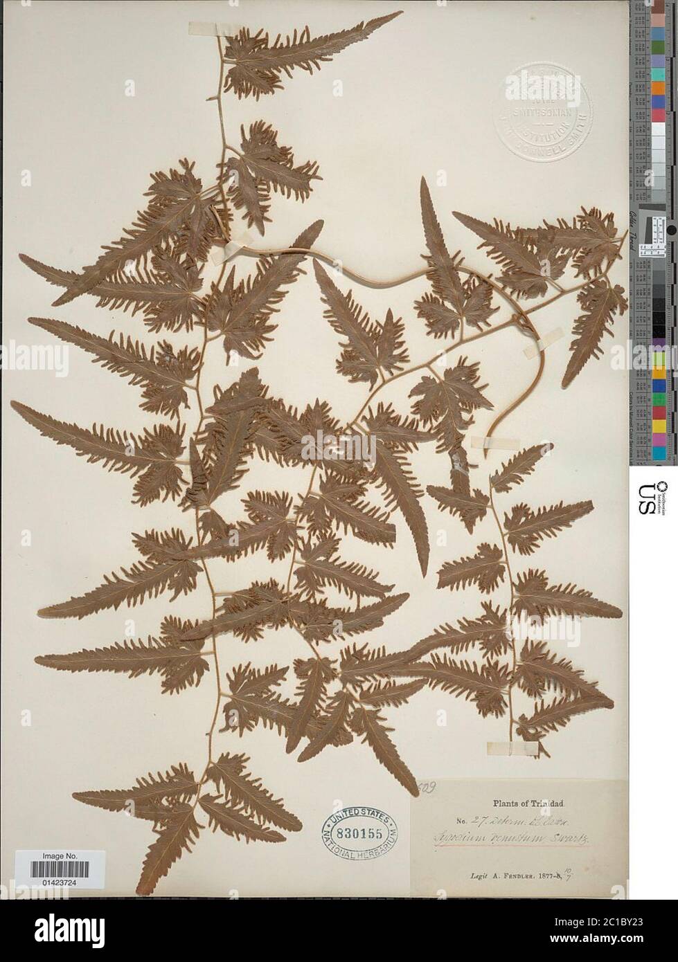 Lygodium venustum Sw Lygodium venustum Sw Stock Photo - Alamy