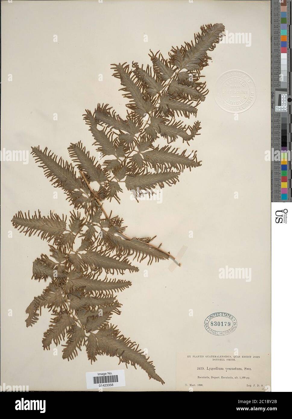 Lygodium venustum hi-res stock photography and images - Alamy