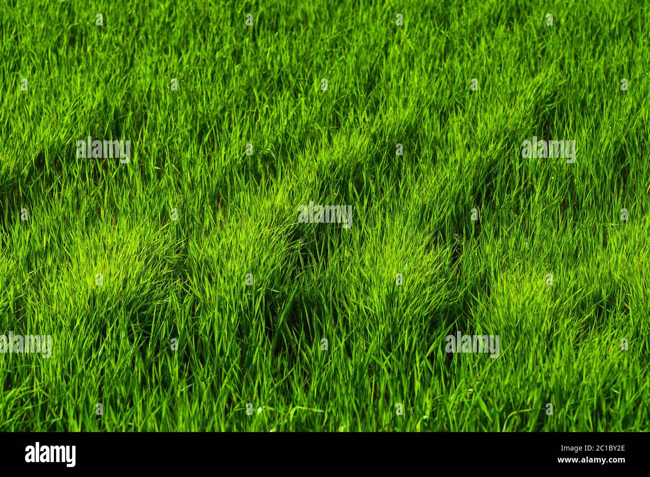Background of a green juicy grass field with wave patterns from the ...