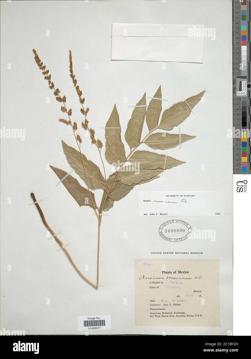 Anemia fern hi-res stock photography and images - Alamy