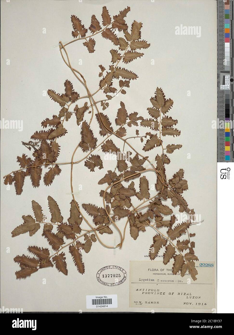 Lygodium flexuosum hi-res stock photography and images - Alamy