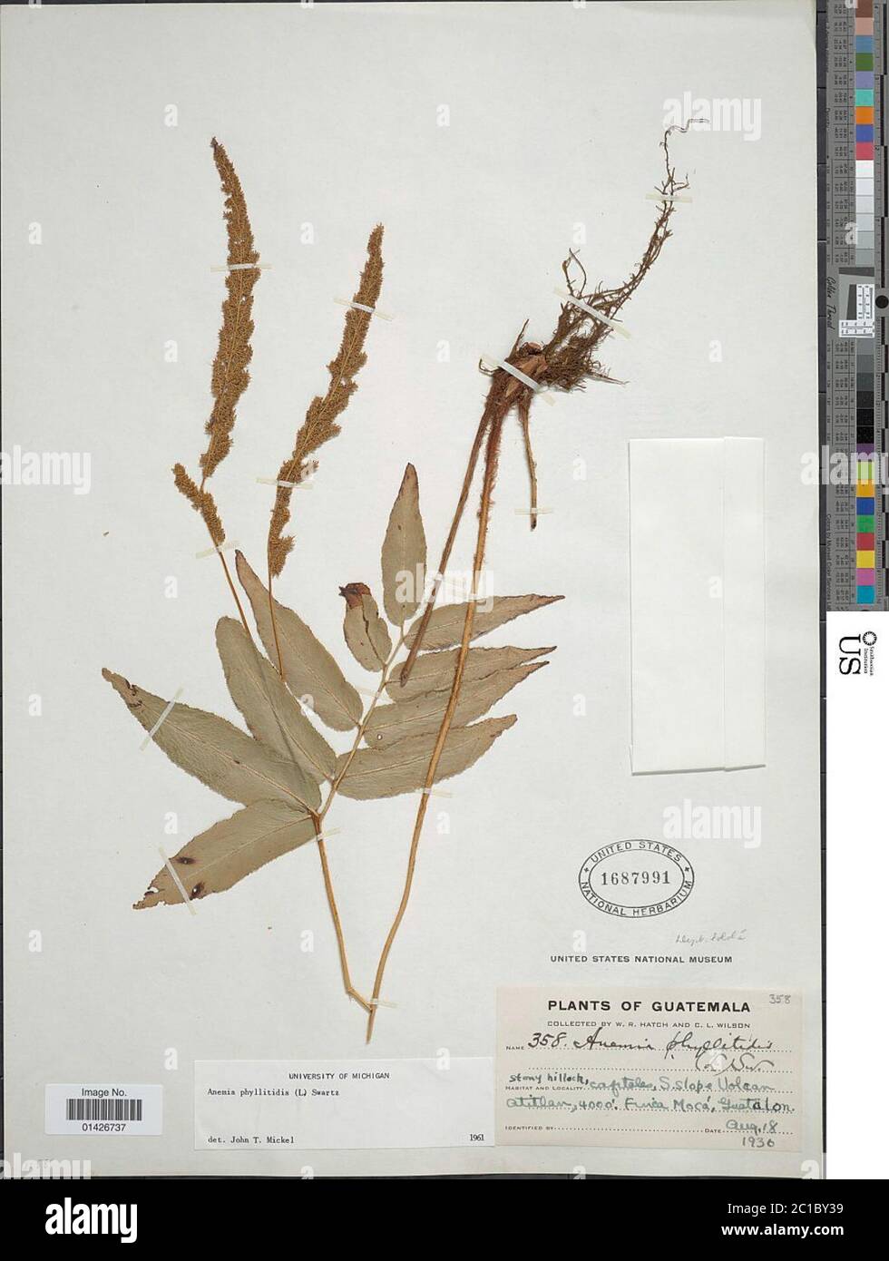 Anemia phyllitidis L Sw Anemia phyllitidis L Sw Stock Photo - Alamy
