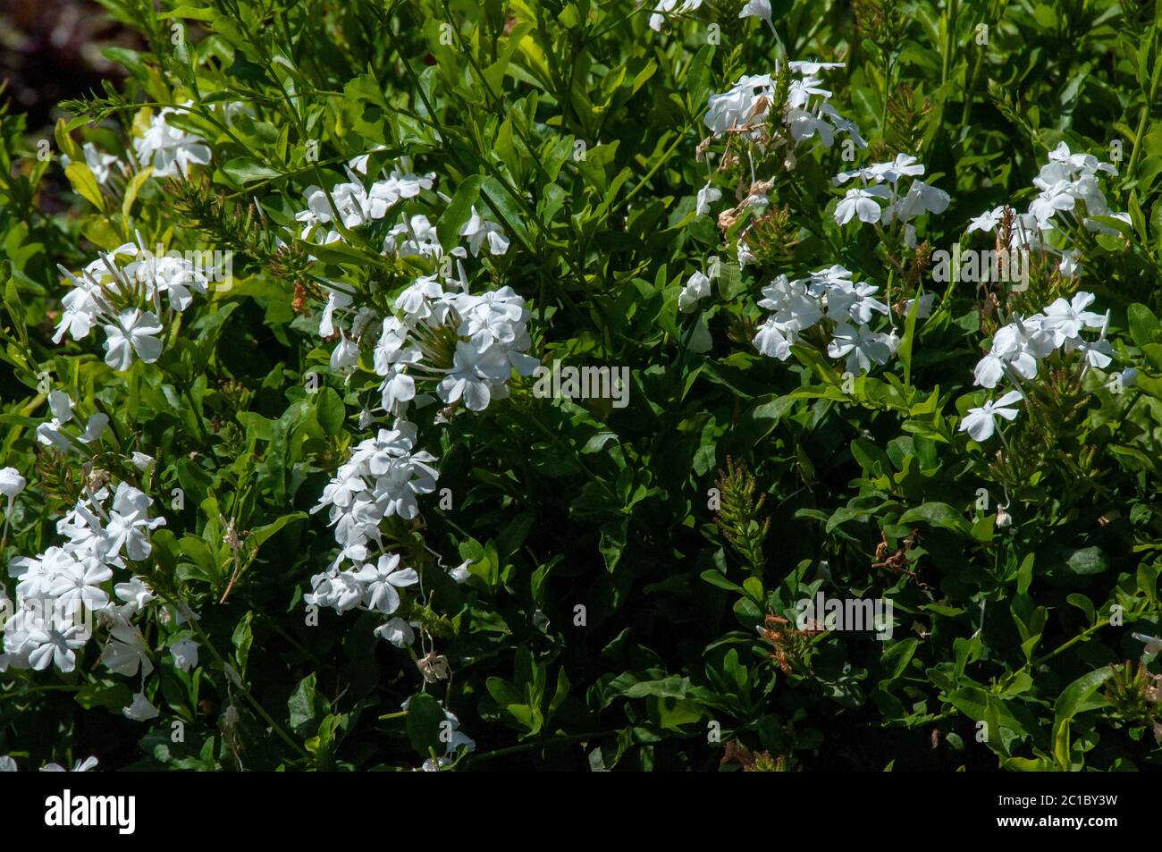 Plumbago zeylanica, commonly known as Ceylon leadwort Stock Photo - Alamy