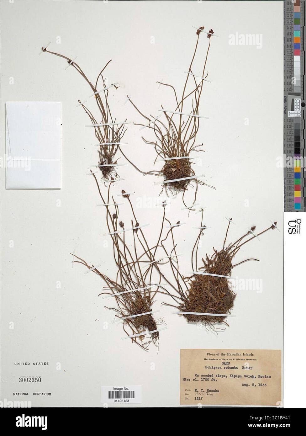 Schizaea robusta Schizaea robusta Stock Photo - Alamy