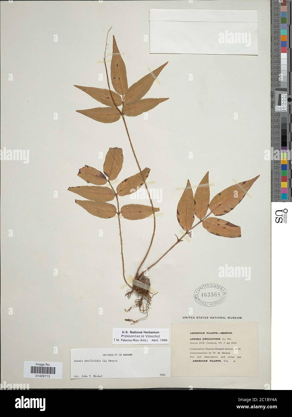 Anemia phyllitidis L Sw Anemia phyllitidis L Sw Stock Photo - Alamy