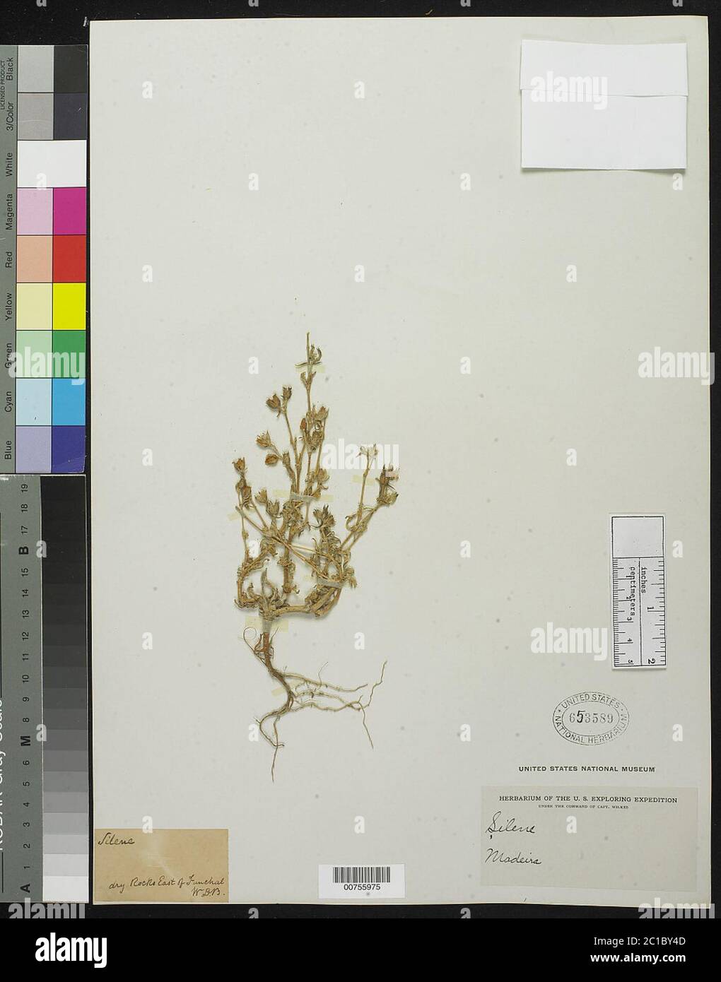 Silene sp Silene sp Stock Photo - Alamy