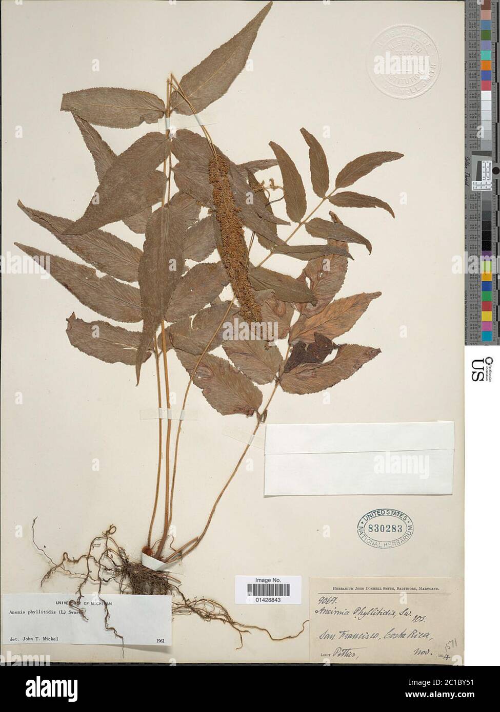 Anemia phyllitidis L Sw Anemia phyllitidis L Sw Stock Photo - Alamy