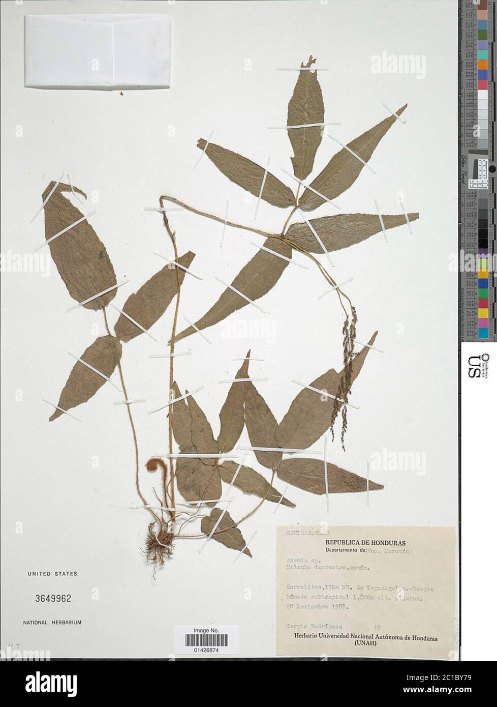 Anemia sp Anemia sp Stock Photo - Alamy