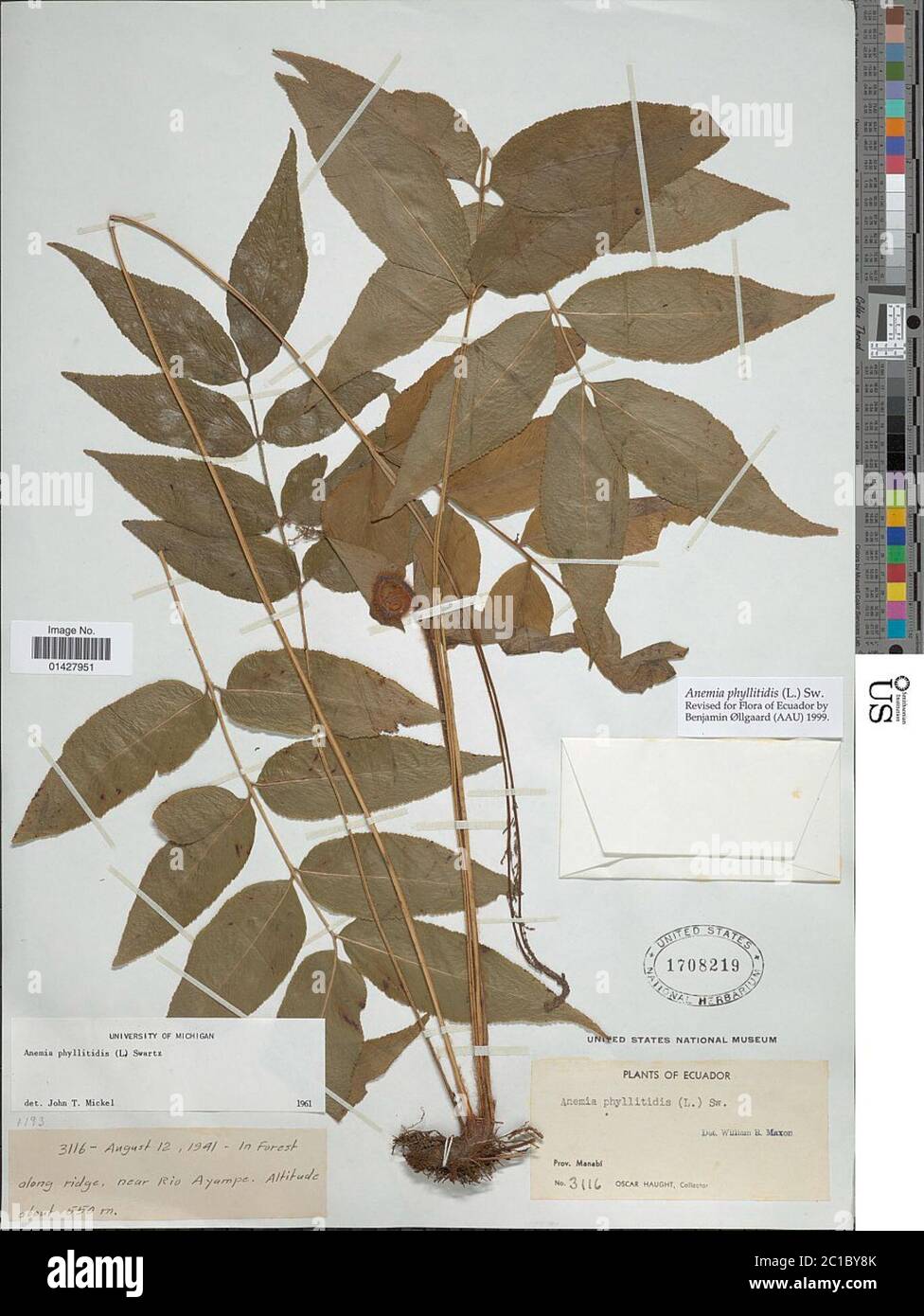 Anemia phyllitidis L Sw Anemia phyllitidis L Sw Stock Photo - Alamy