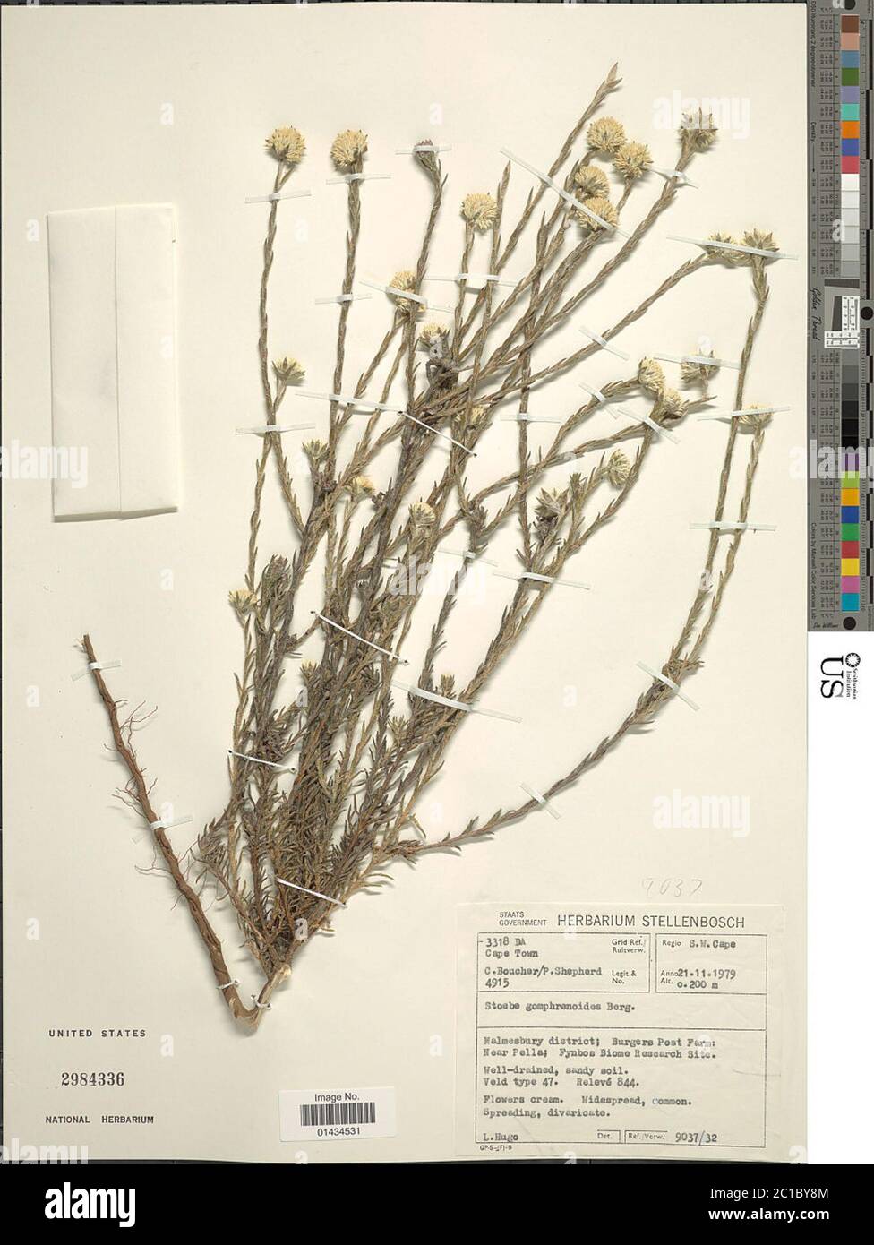 Stoebe gomphrenoides PJ Bergius Stoebe gomphrenoides PJ Bergius Stock ...