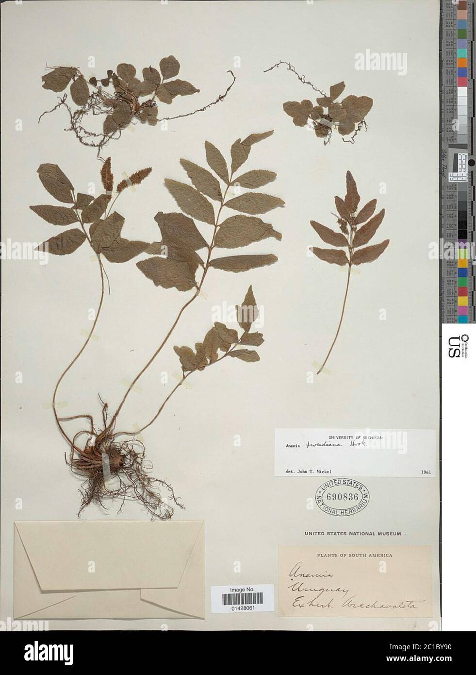 Anemia phyllitidis var tweedieana Hook Anemia phyllitidis var ...