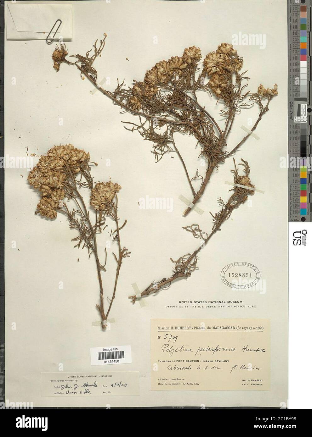Polycline proteiformis Humbert Polycline proteiformis Humbert Stock ...