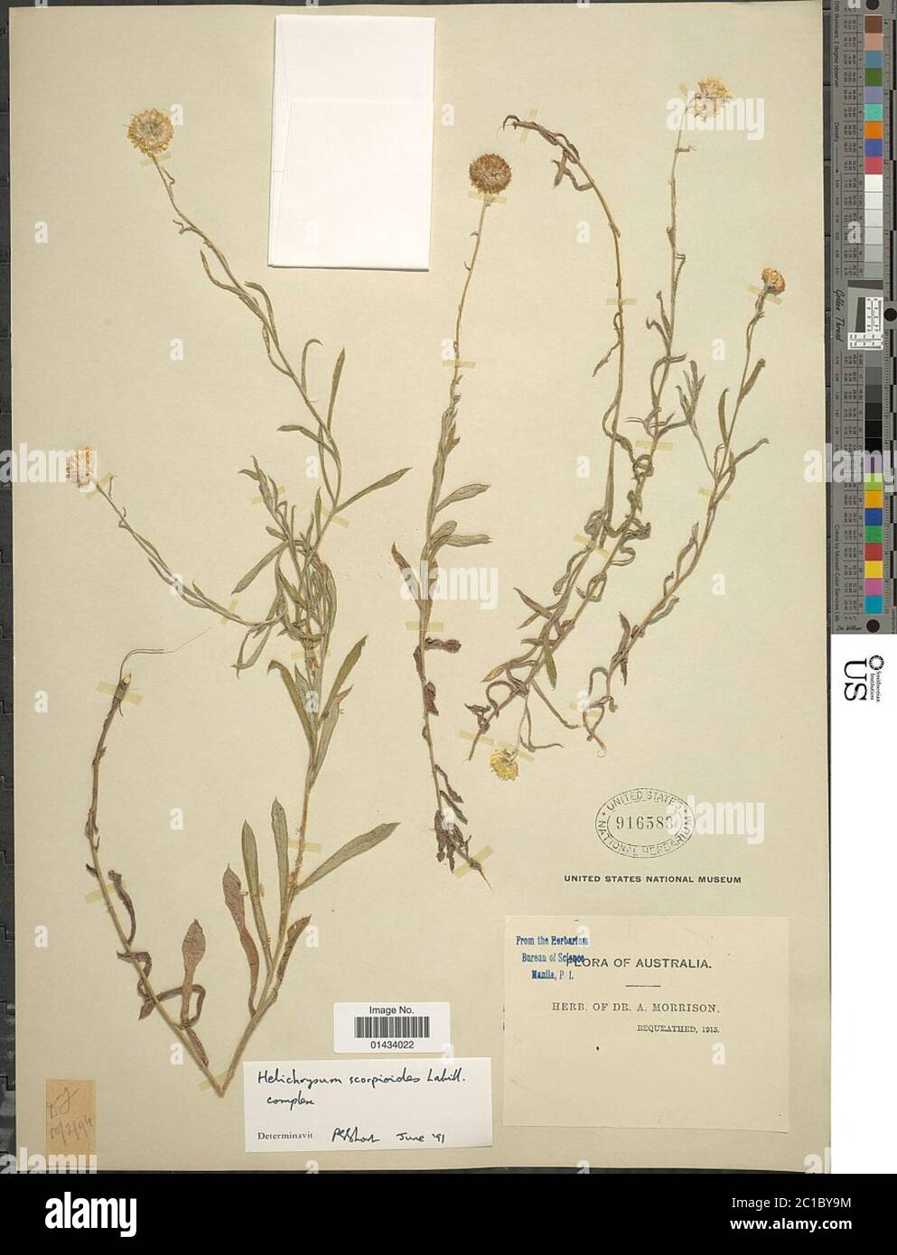 Coronidium scorpioides Labill Paul G Wilson Coronidium scorpioides ...
