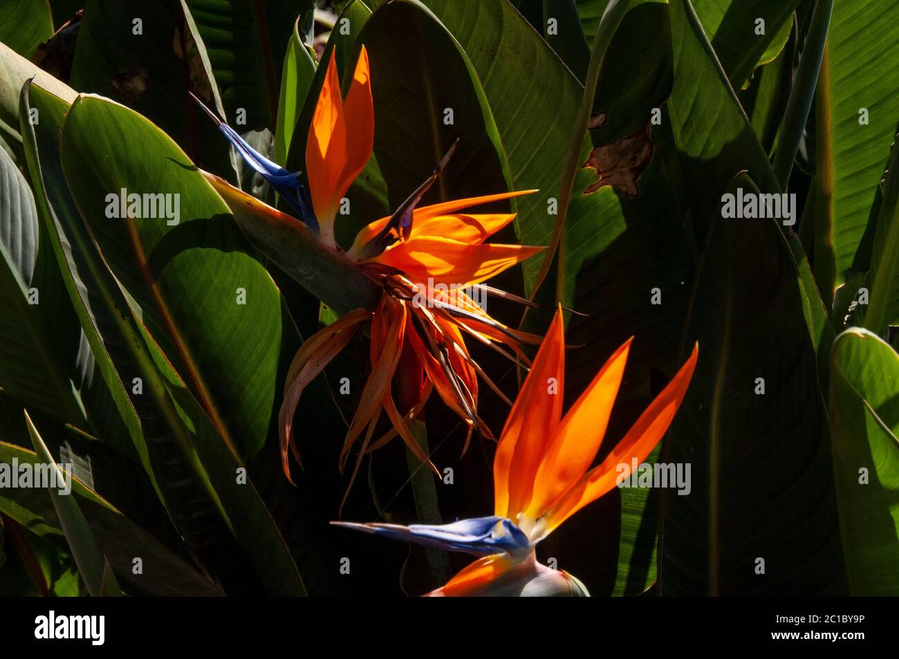 Strelitzia is a genus of five species of perennial plants Stock Photo ...