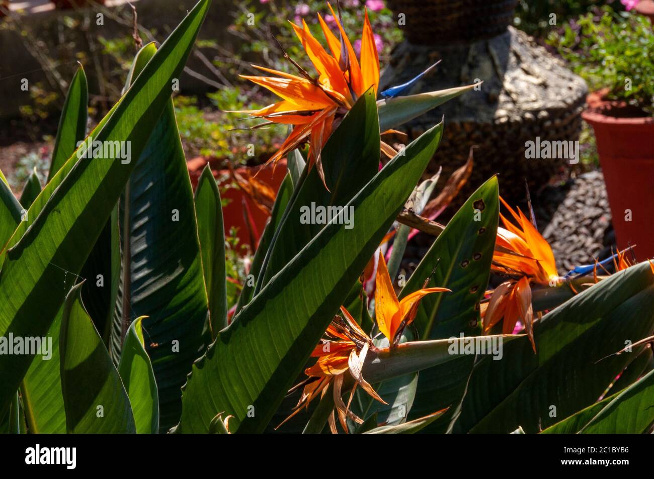 Strelitzia is a genus of five species of perennial plants Stock Photo ...