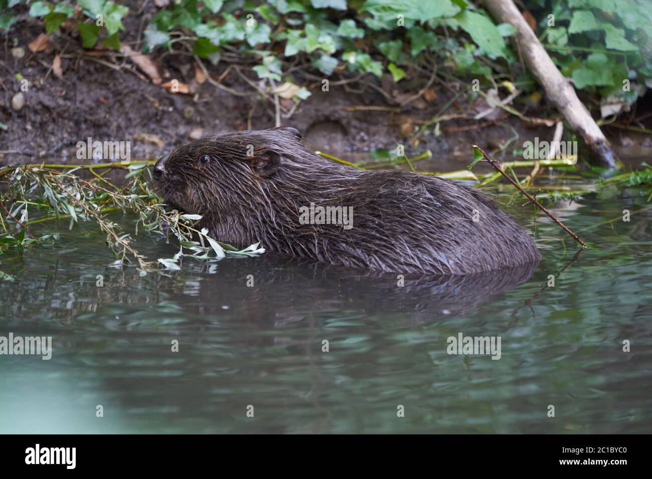 European Beaver Eurasian Castor Fiber Portrait River Stock Photo - Alamy