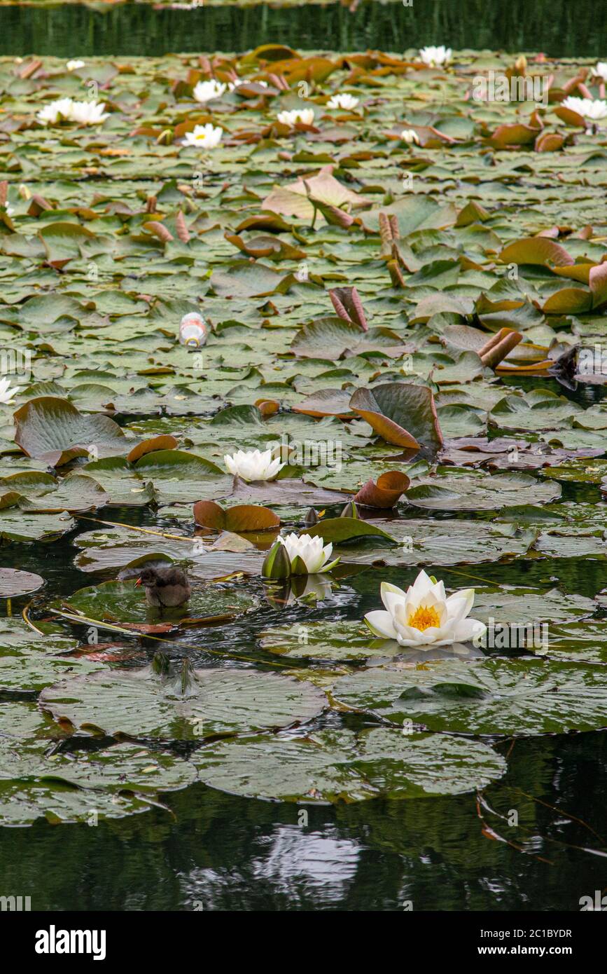 Water Lily floating on the water Stock Photo - Alamy