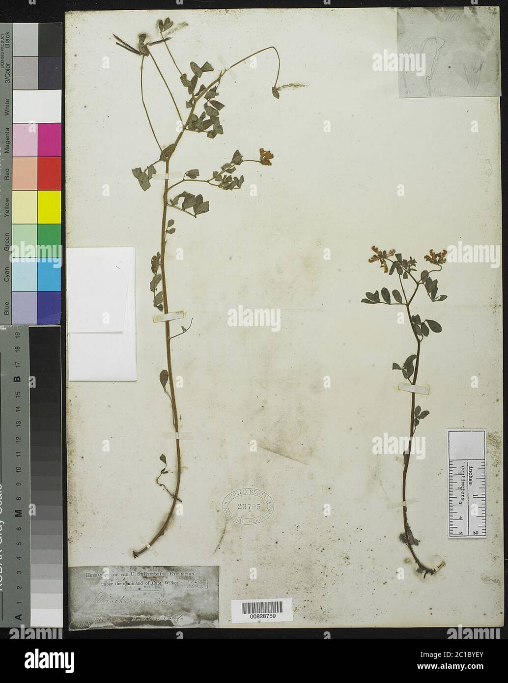 Hosackia hi-res stock photography and images - Alamy