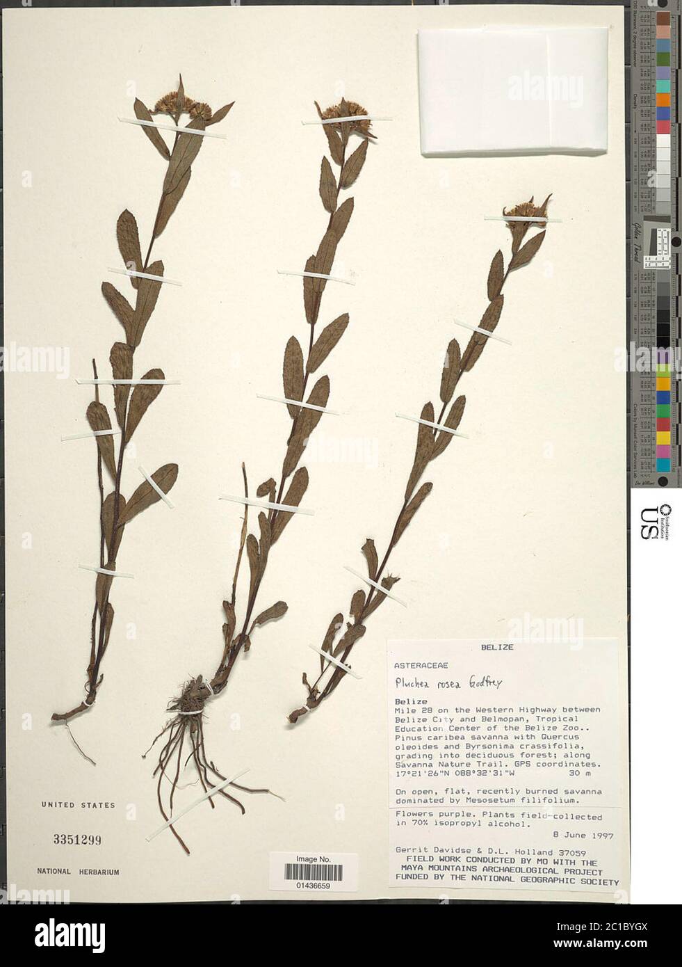 Pluchea rosea hi-res stock photography and images - Alamy