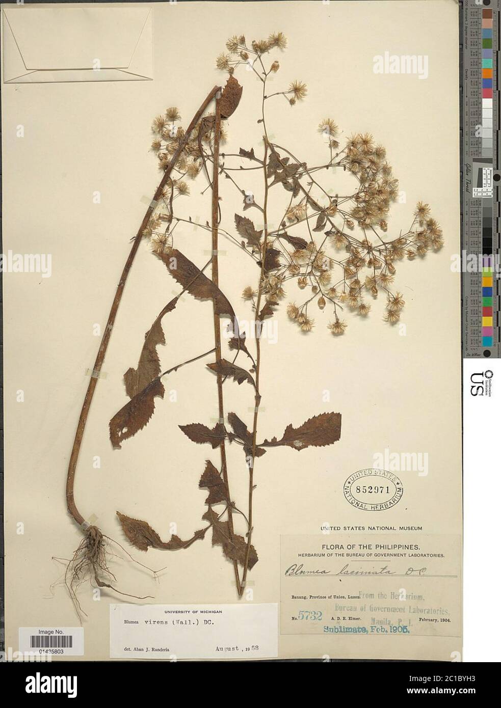 Blumea hi-res stock photography and images - Alamy