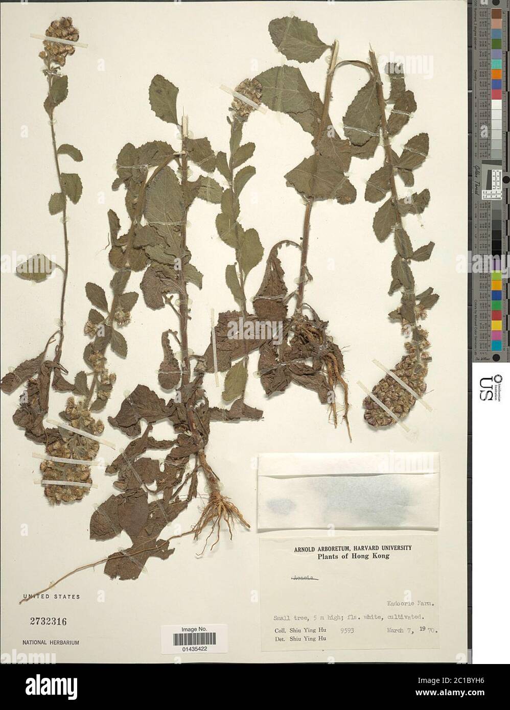 Blumea sp Blumea sp Stock Photo - Alamy