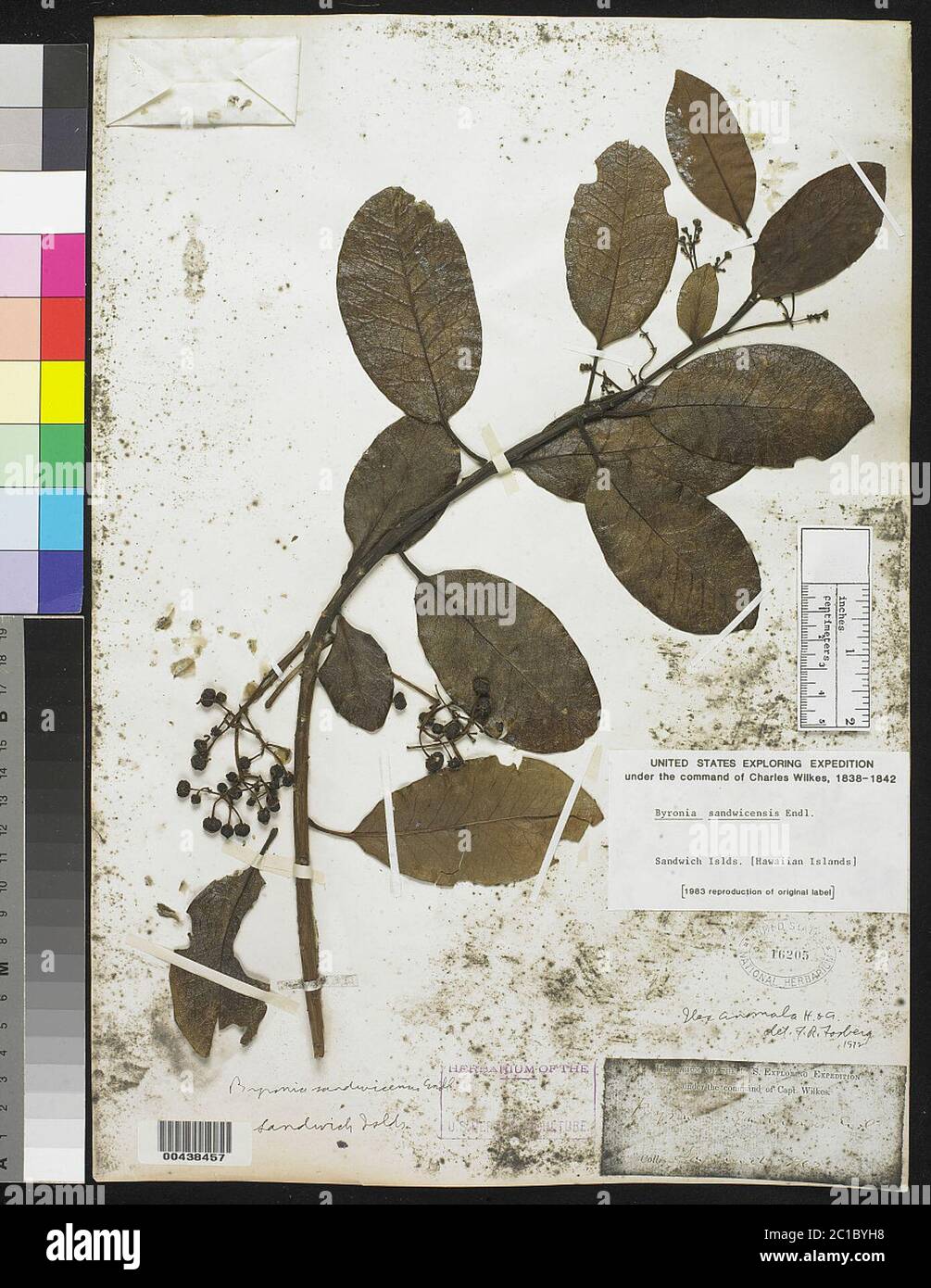 Ilex anomala hi-res stock photography and images - Alamy