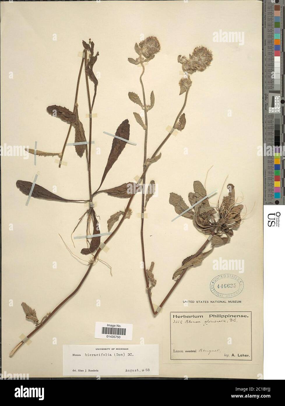 Blumea hi-res stock photography and images - Alamy