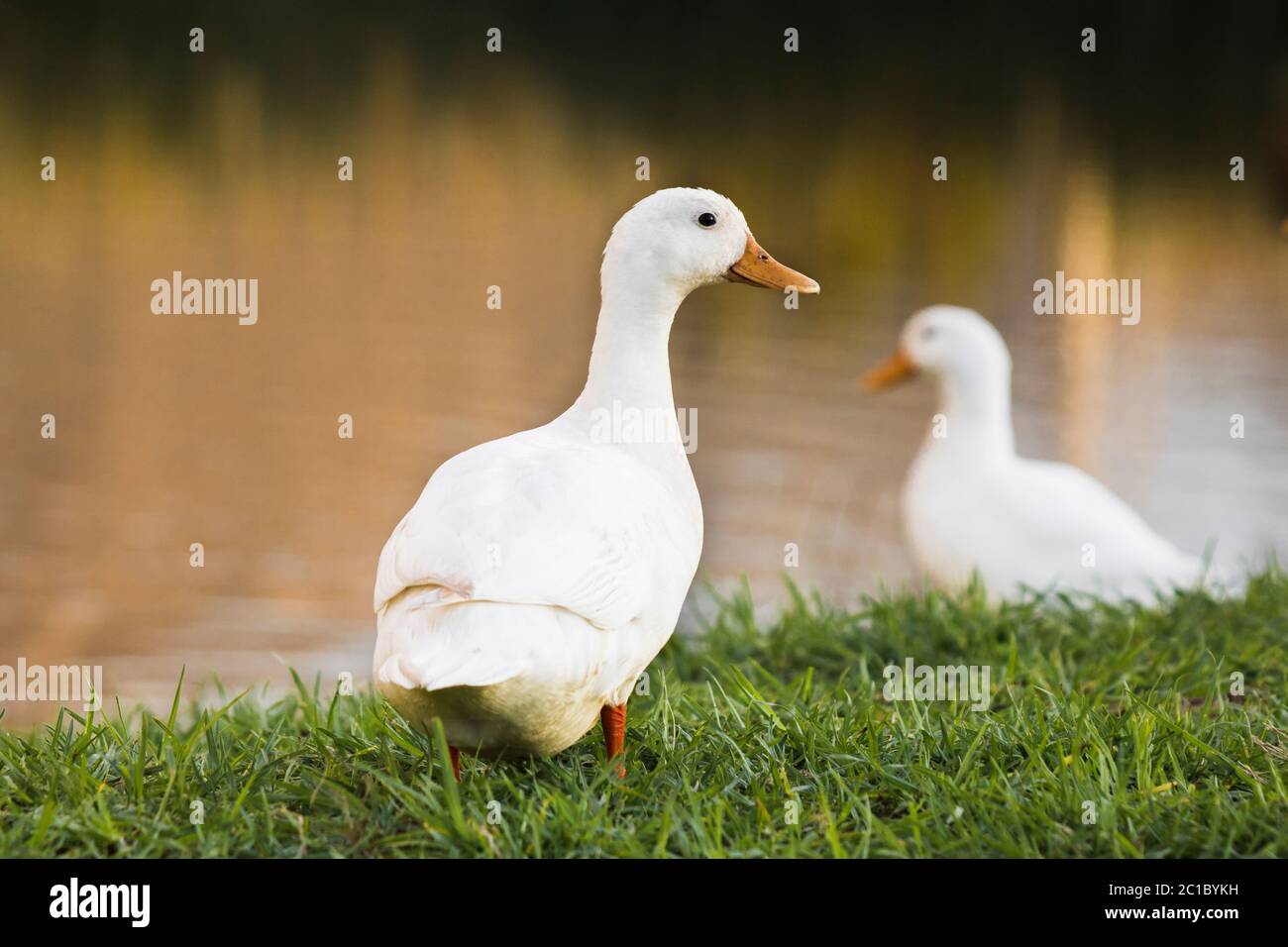Pekin duck hi-res stock photography and images - Alamy