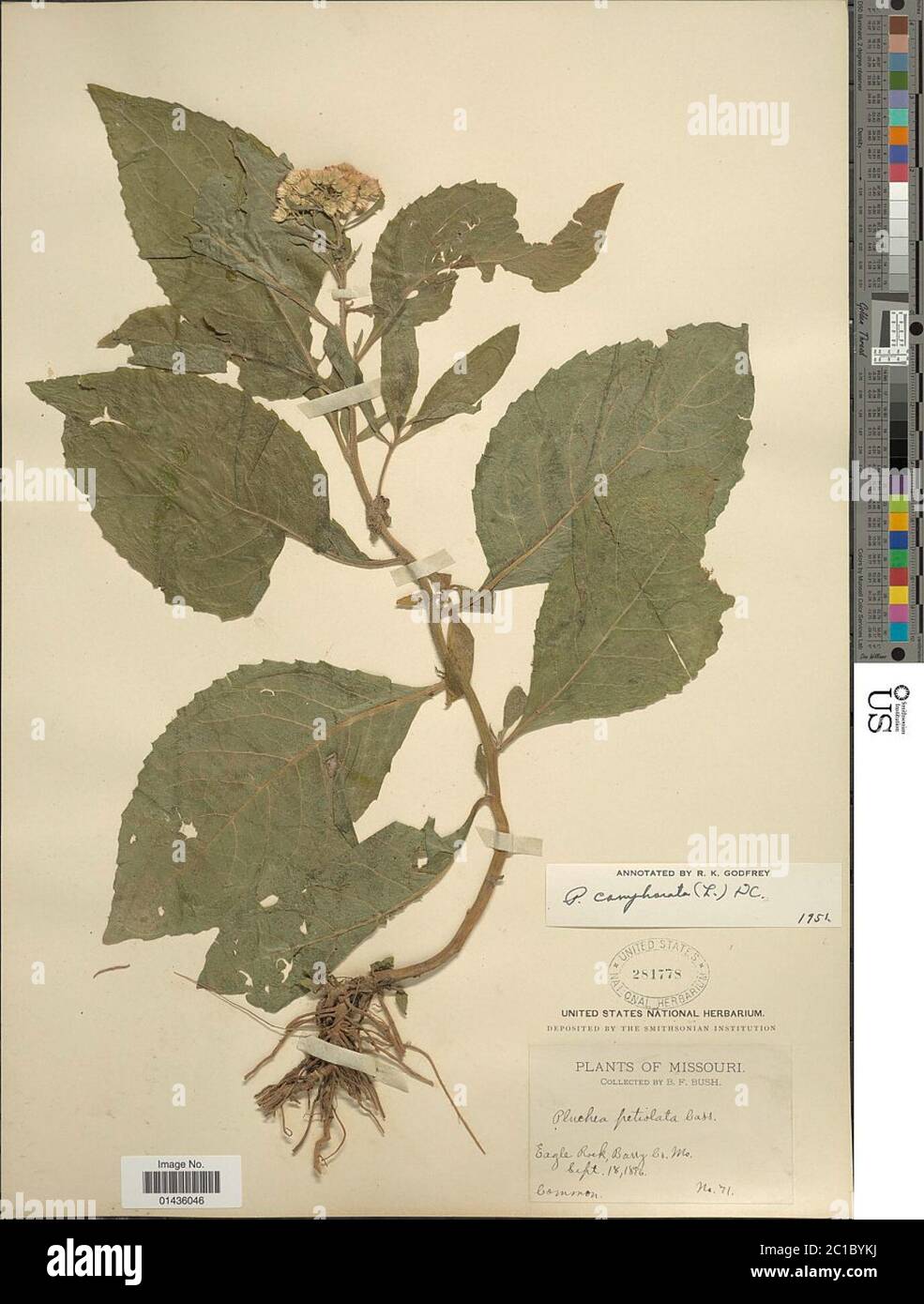 Pluchea camphorata hi-res stock photography and images - Alamy