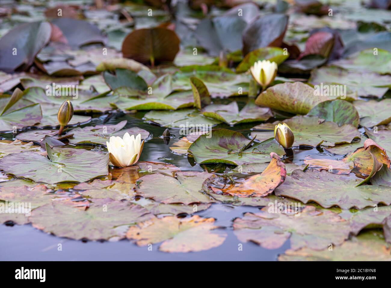 Water Lily floating on the water Stock Photo - Alamy