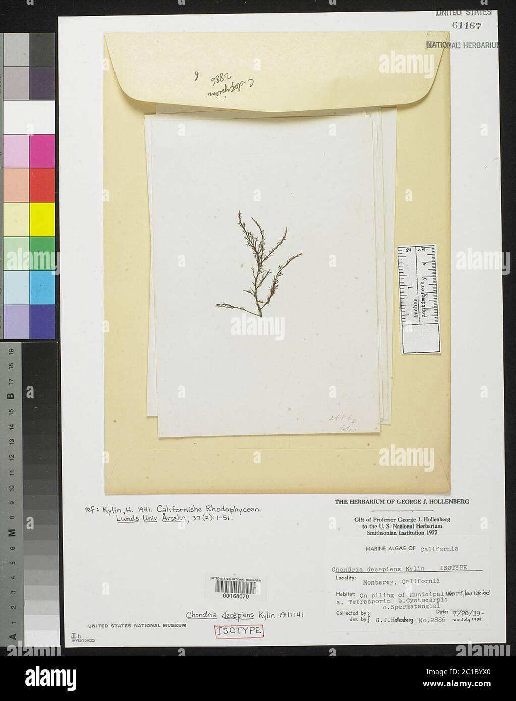 Chondria decipiens Kylin Chondria decipiens Kylin Stock Photo - Alamy