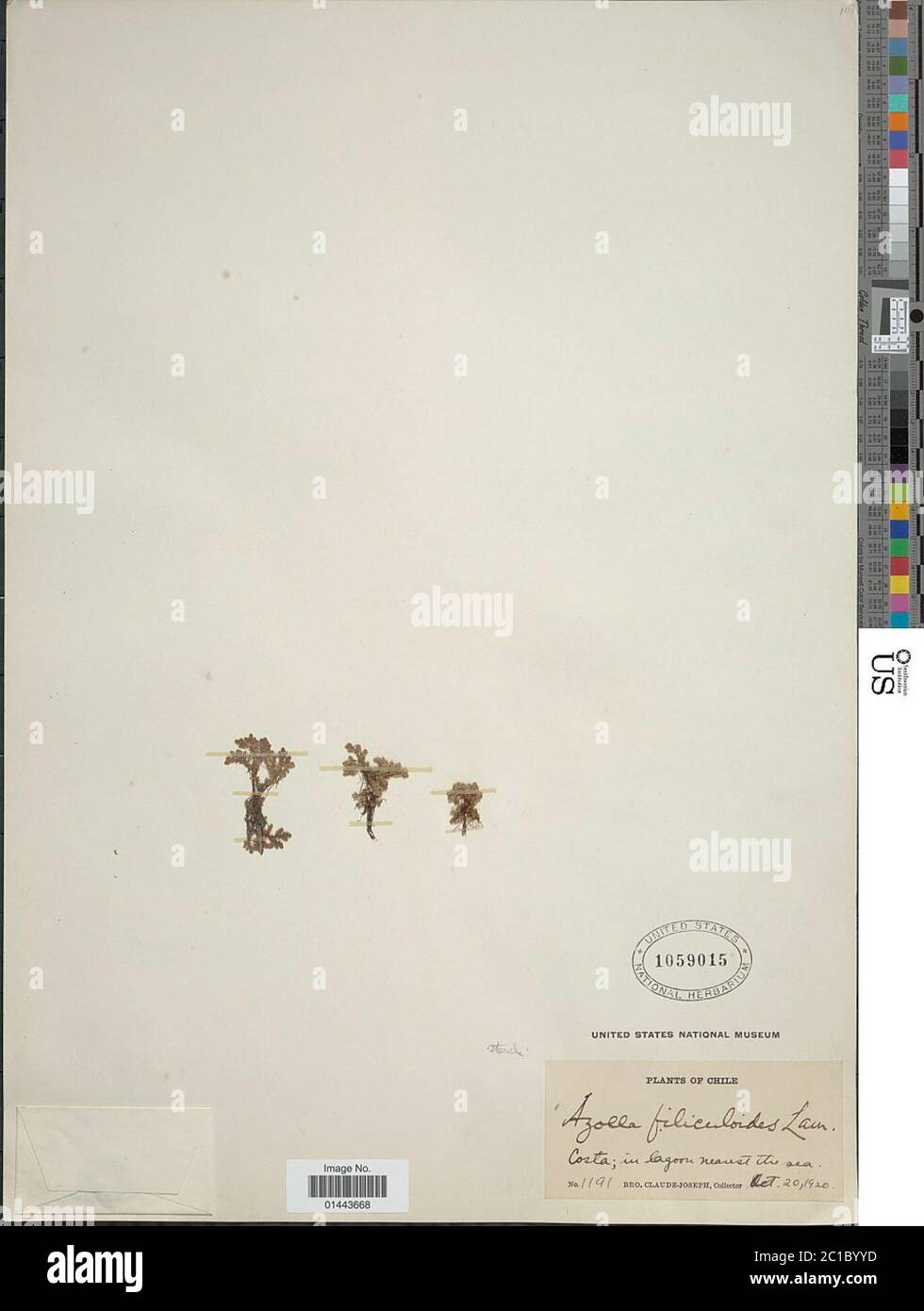 Azolla filiculoides Lam Azolla filiculoides Lam Stock Photo - Alamy